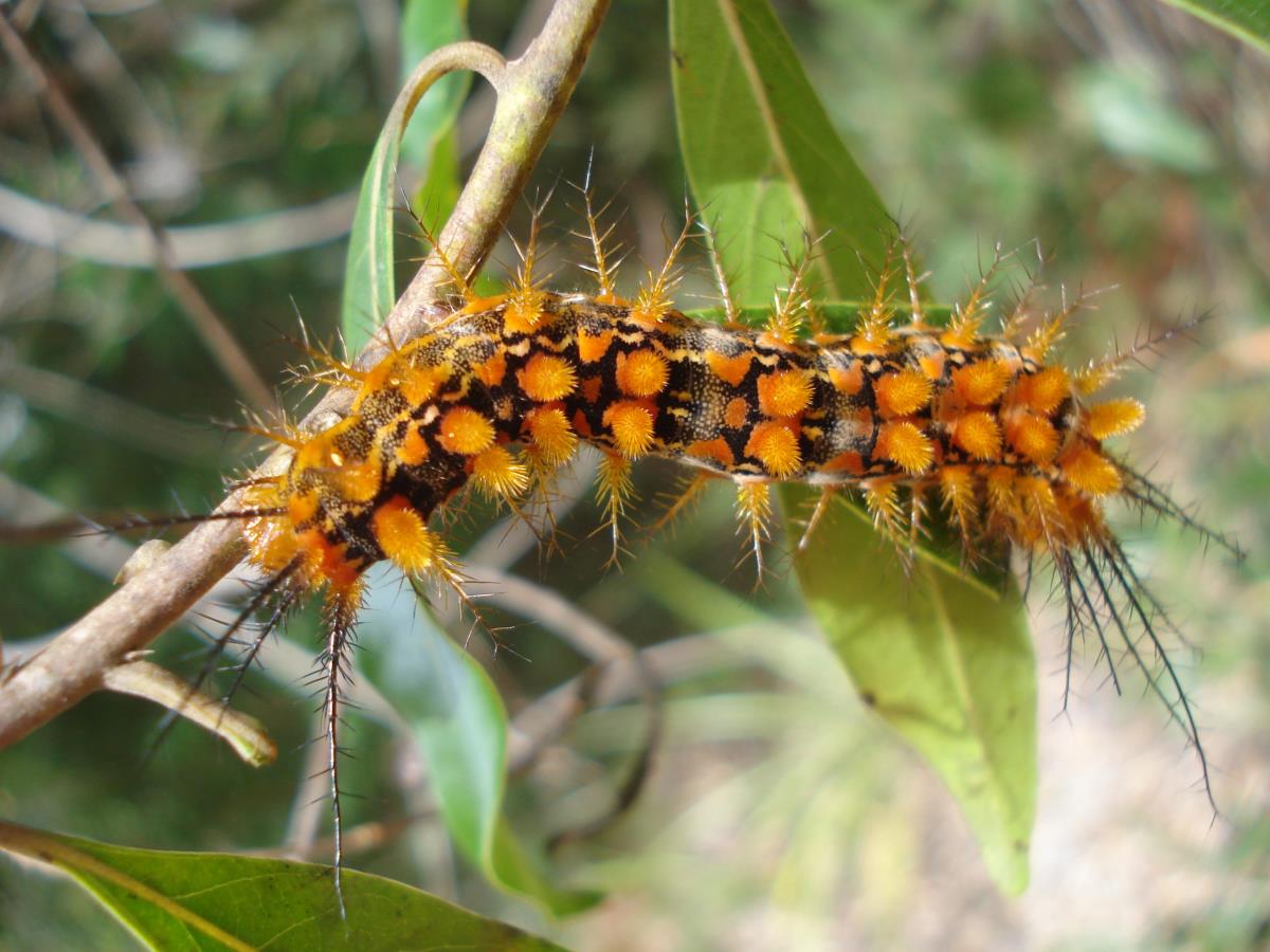 Insectos Que Parecen Gusanos Qué Son Los "azotadores" Y Qué Tan