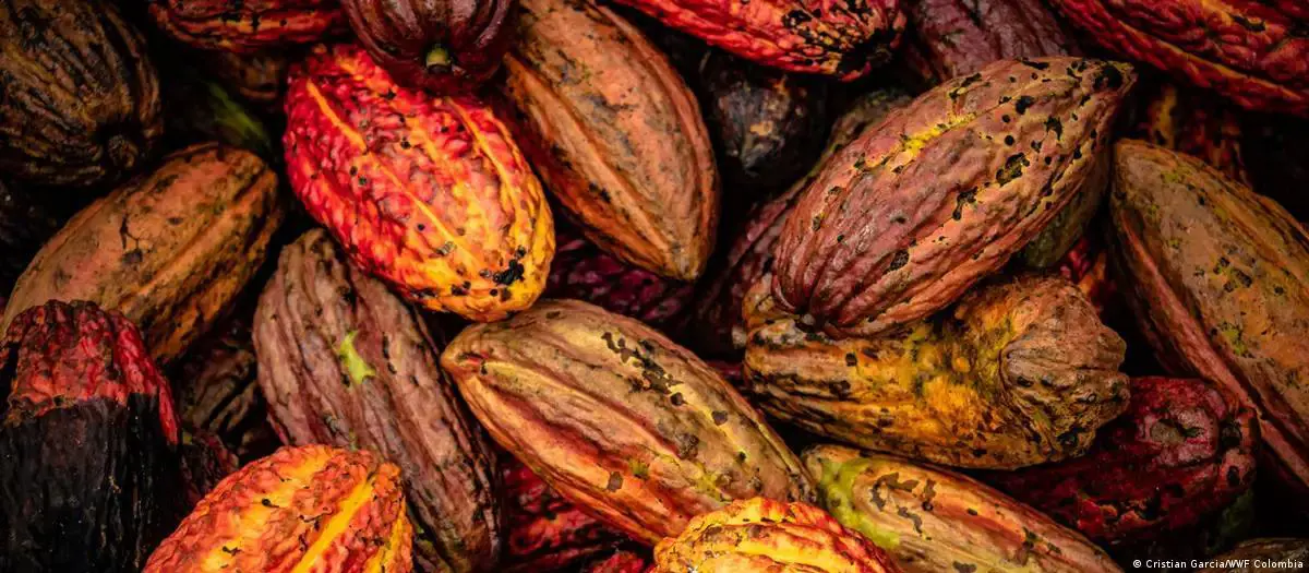 Estudio: el cacao se originó en Sudamérica y no en México - El Nacional