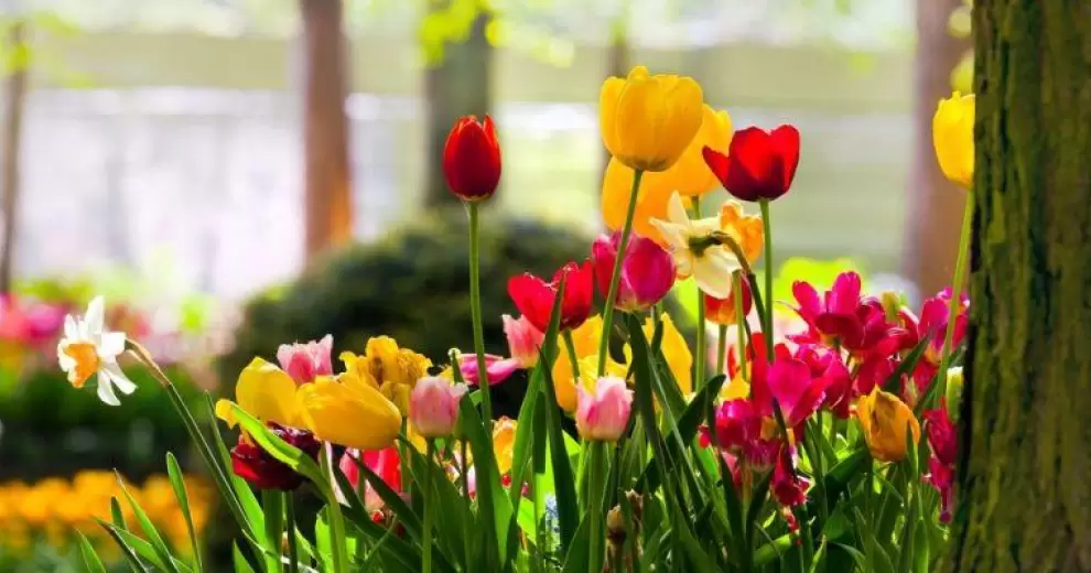 ¿Qué es la primavera? Su historia y significado cultural - El Nacional