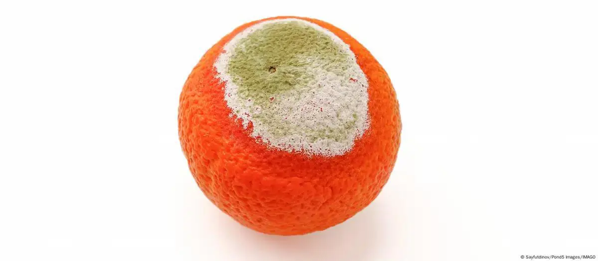 Moho en casa: lo que cada color significa para tu salud - El Nacional