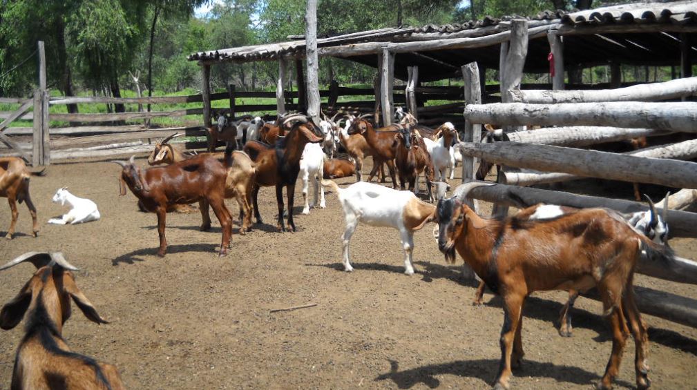 Hstórica exportación caprina: Paraguay exportará machos Anglo Nubian ...