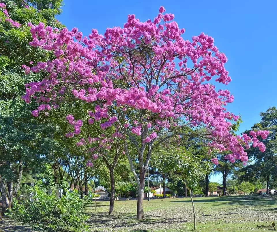 Tajy en flor: Asunción toda de rosa - El Nacional