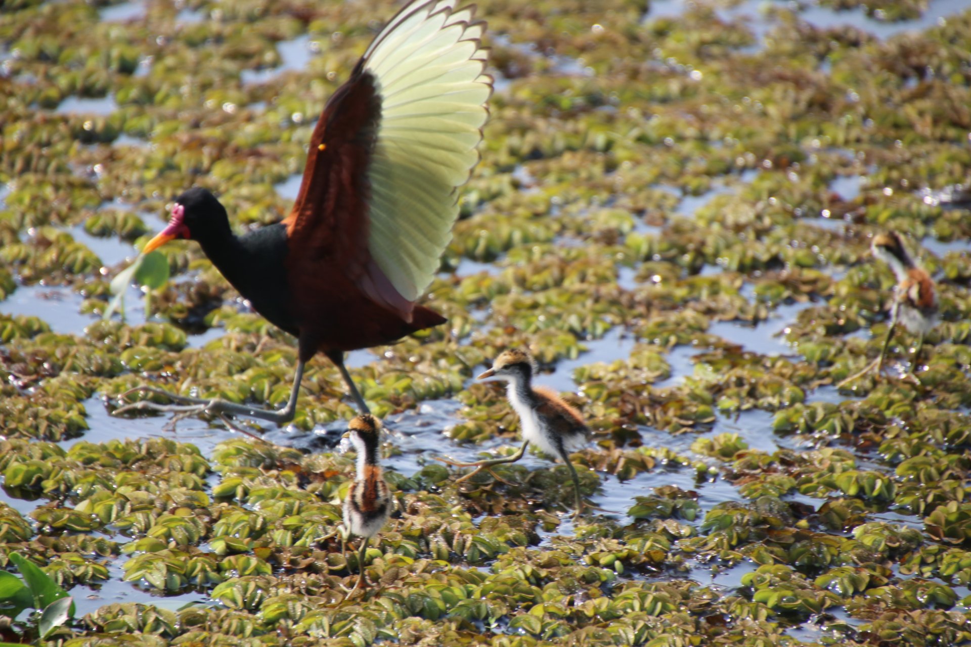 El ave poliándrica de los dedos largos: la jacana - El Nacional