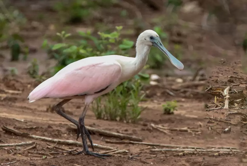 La espátula rosada: un tesoro de los humedales paraguayos - El Nacional